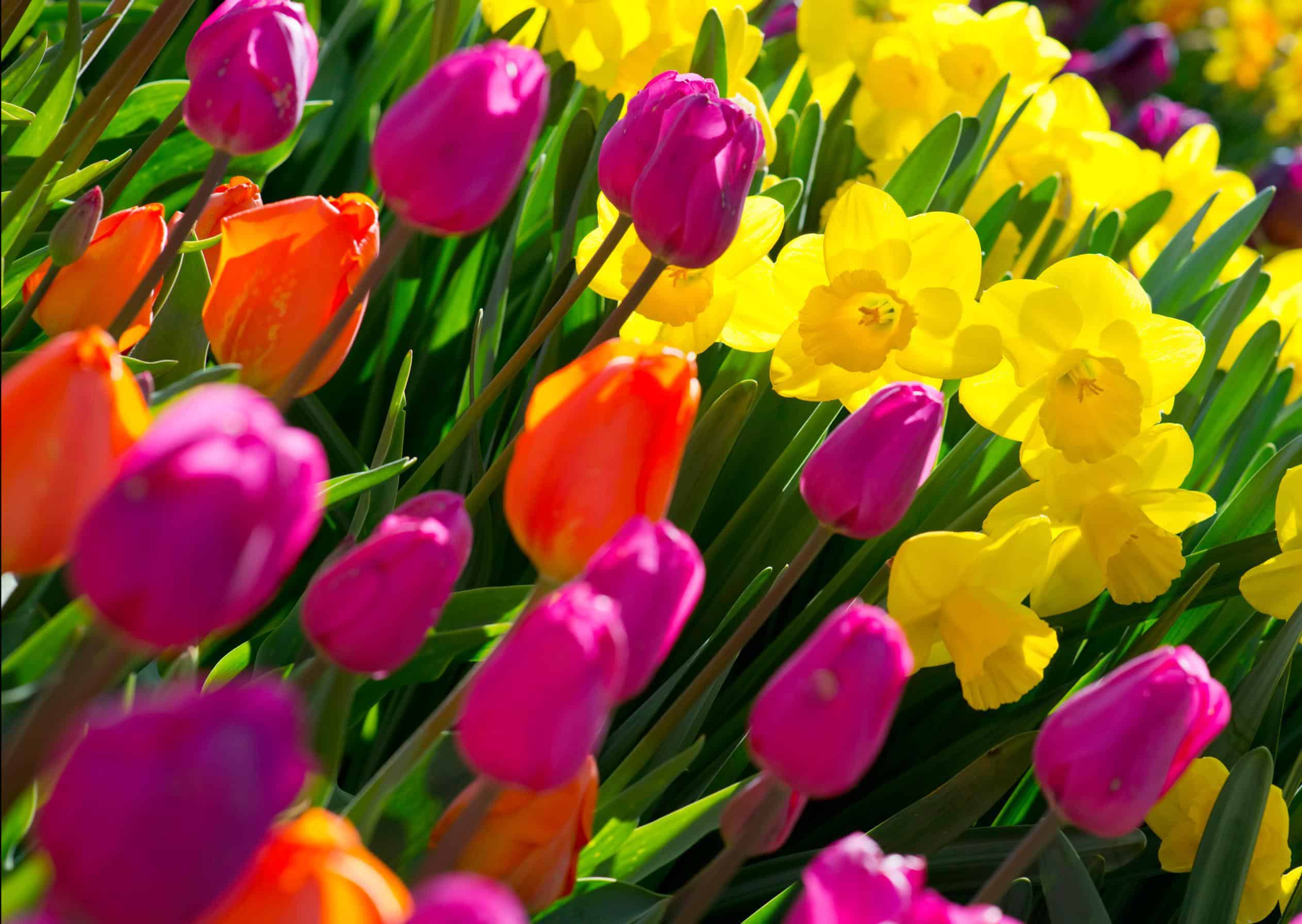 Key points from the Spring Statement 2022 | Perrigo Consultants
